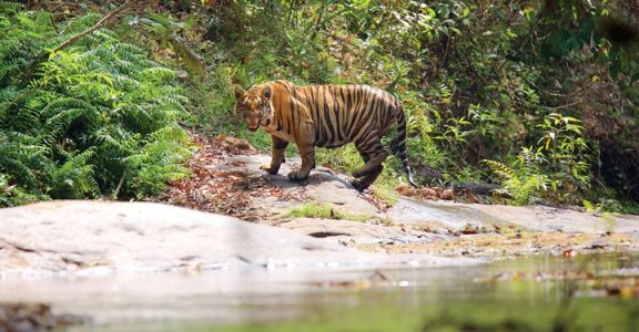 Anamalai Wildlife - RPK Travels